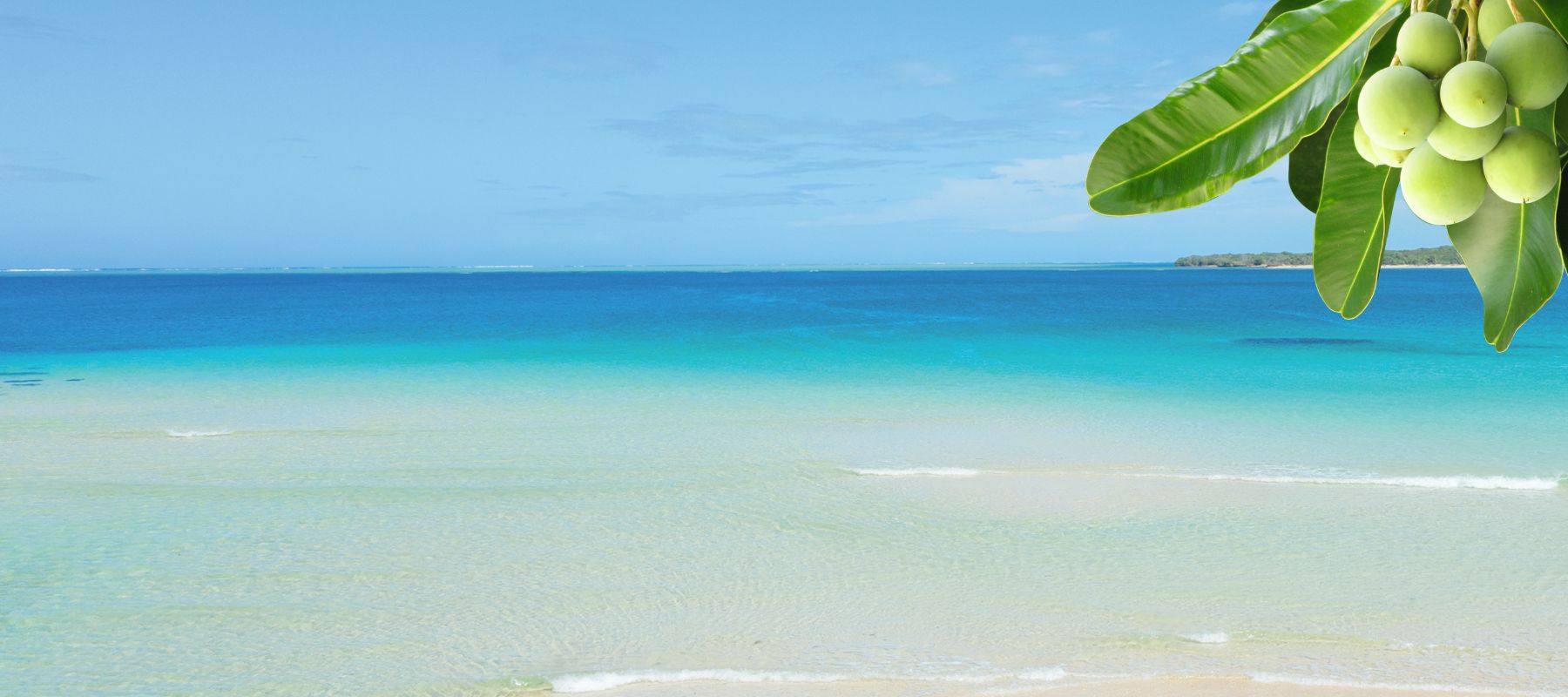 Dilo Restorative – Pure Fiji Store